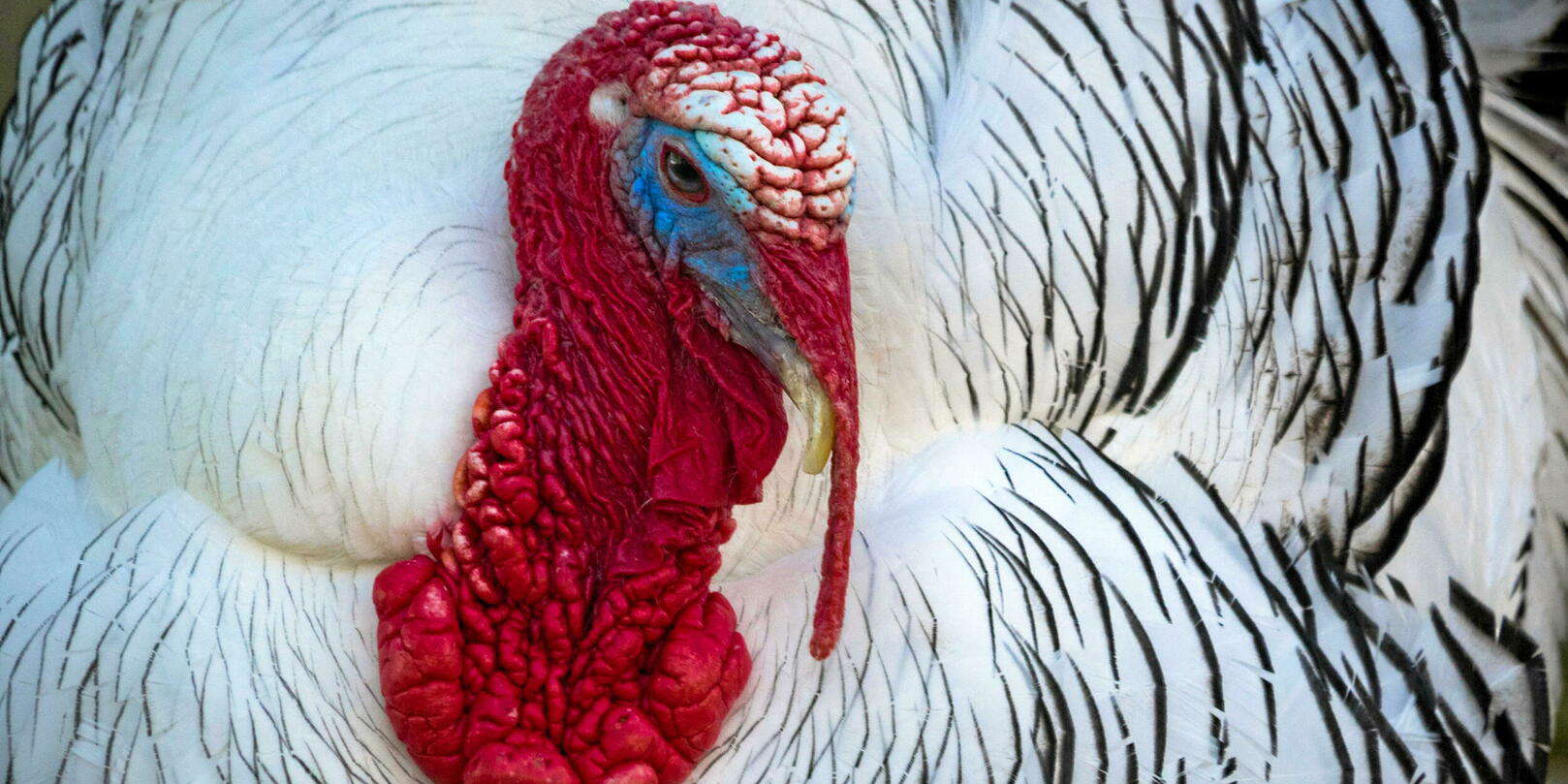 Pourquoi dit-on « être le dindon de la farce