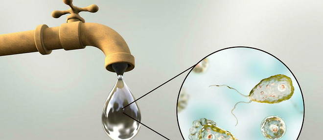 Un Am Ricain Meurt Contamin Par Lamibe Mangeuse De Cerveau