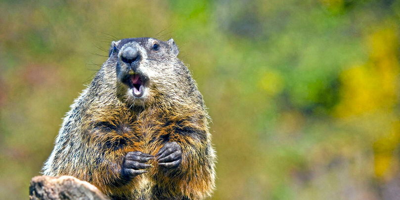 Qu’est-ce que la journée de la marmotte que célèbrent les Américains le jour de la Chandeleur